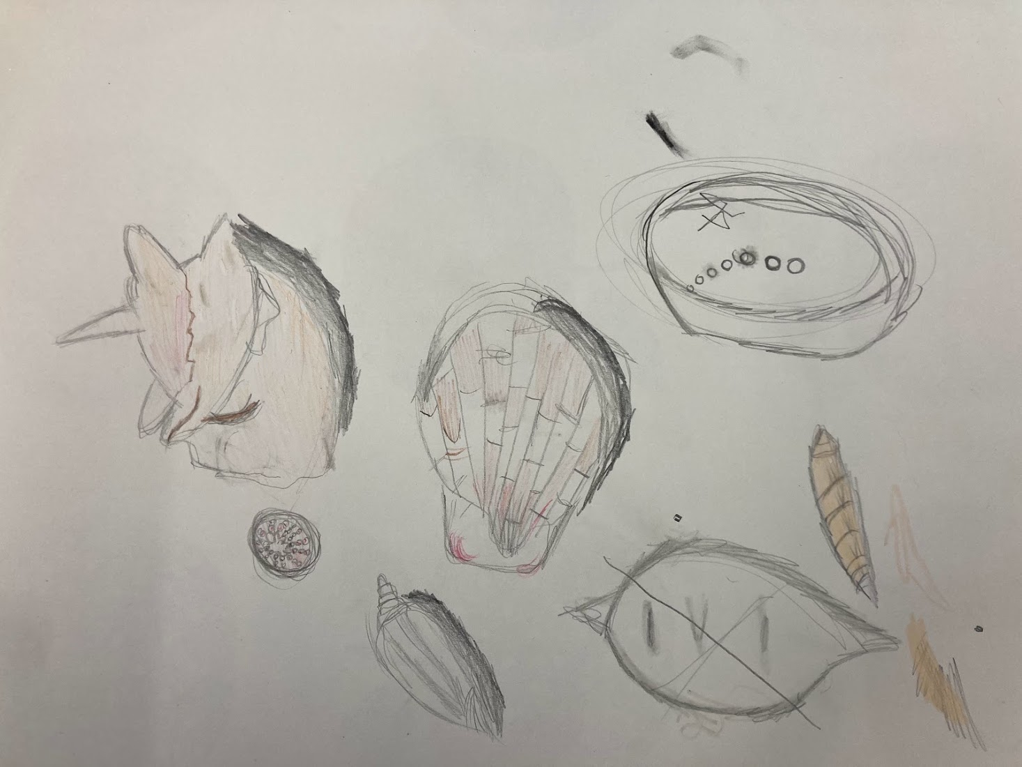 Seashell Observational Drawings – Primrose Art Club